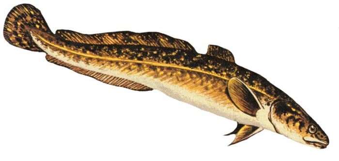 Burbot – Eat Wisconsin Fish