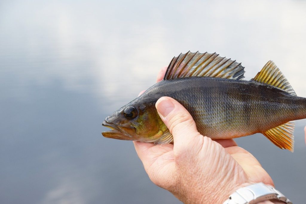 Maps: Food-Fish and Related Locations – Eat Wisconsin Fish